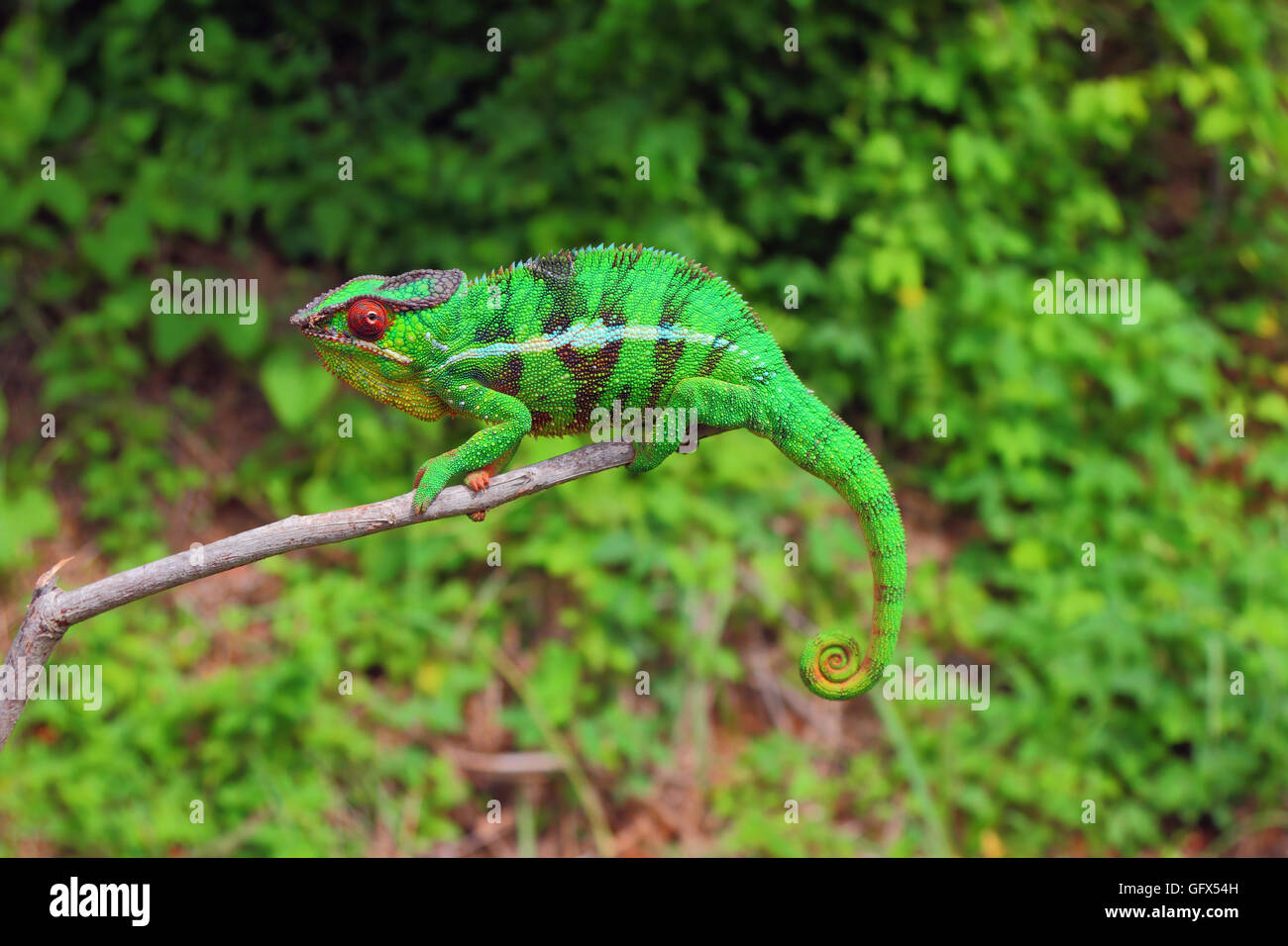 Chamaeleonidae hi-res stock photography and images - Alamy
