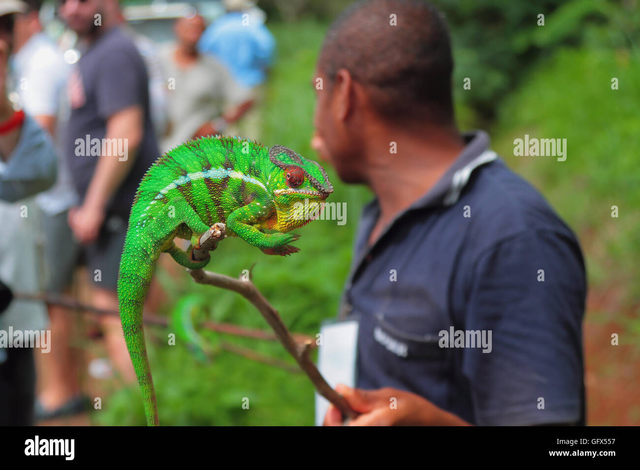 Multi colored chameleon hi-res stock photography and images - Alamy