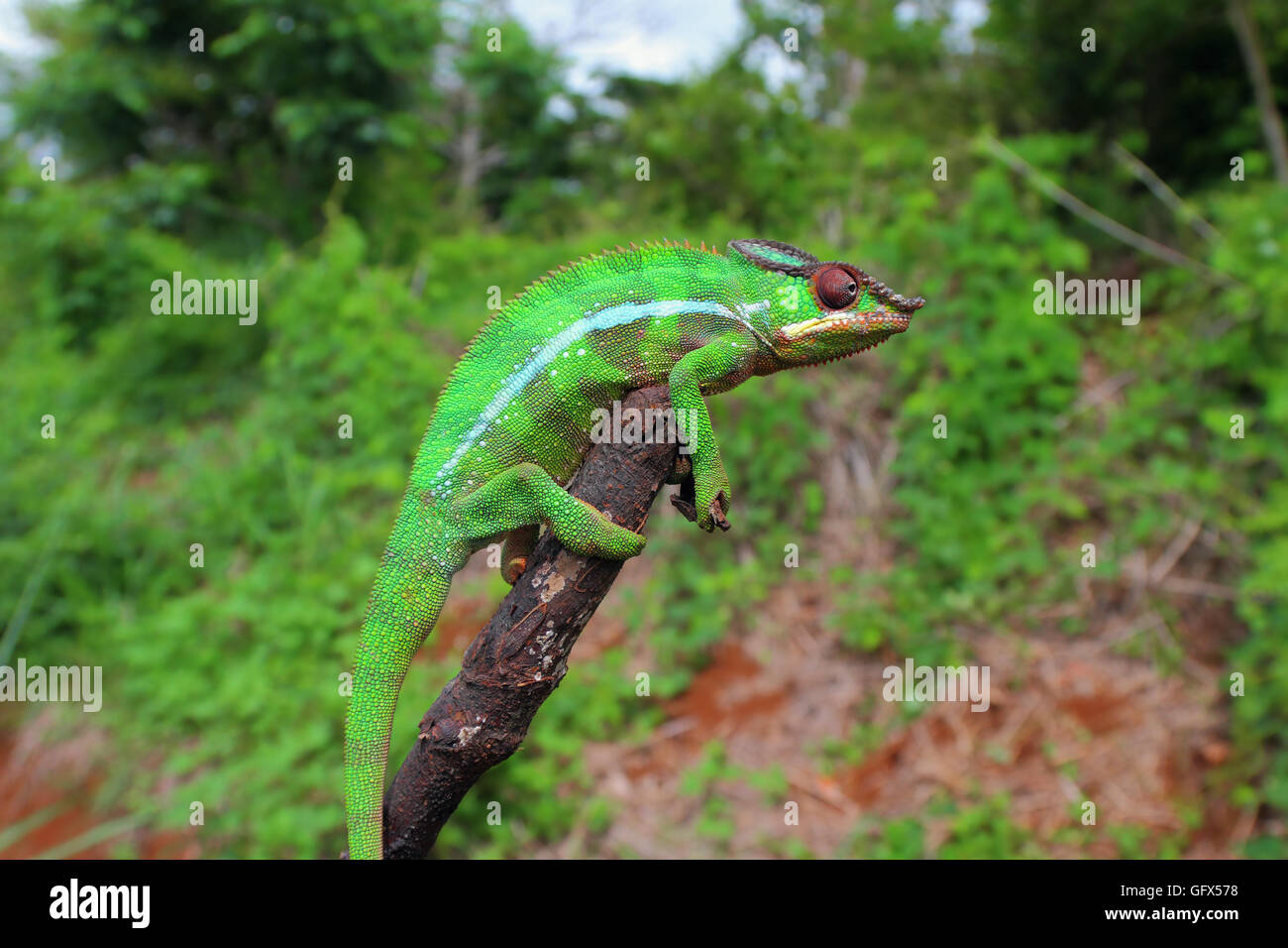 Chamaeleonidae mimicry hi-res stock photography and images - Alamy