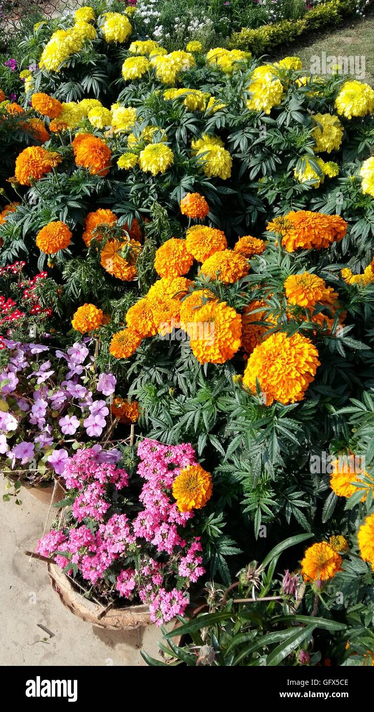 Gold Flower High Resolution Stock Photography and Images - Alamy