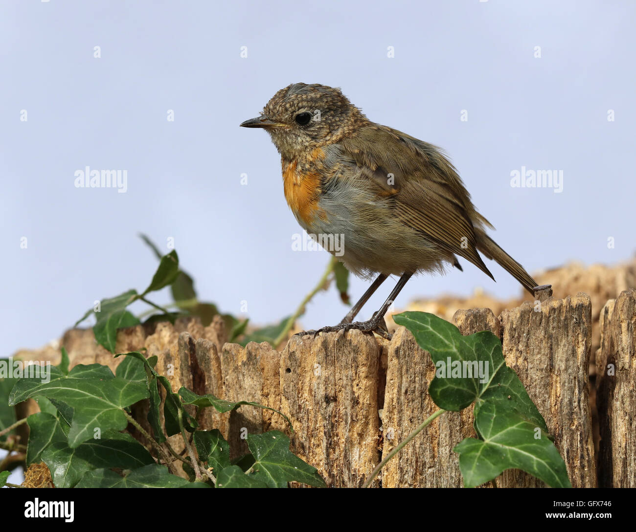 Trunk on baby hi-res stock photography and images - Alamy