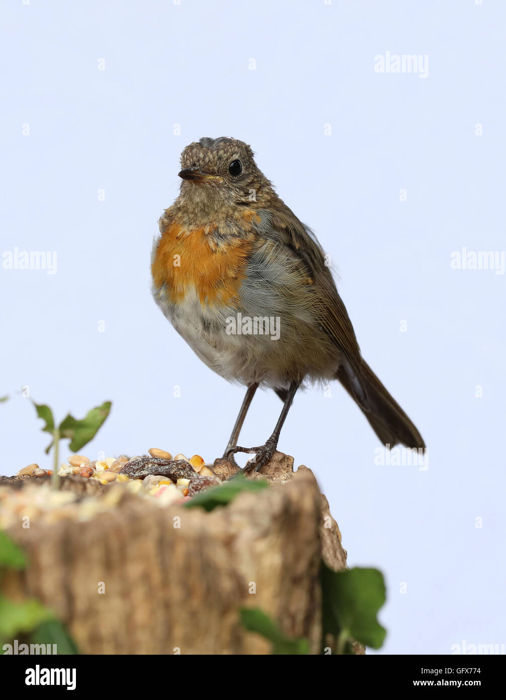 Baby robin hi-res stock photography and images - Alamy
