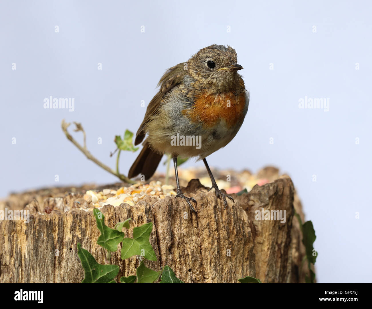 Baby Robin Redbreast High Resolution Stock Photography and Images - Alamy
