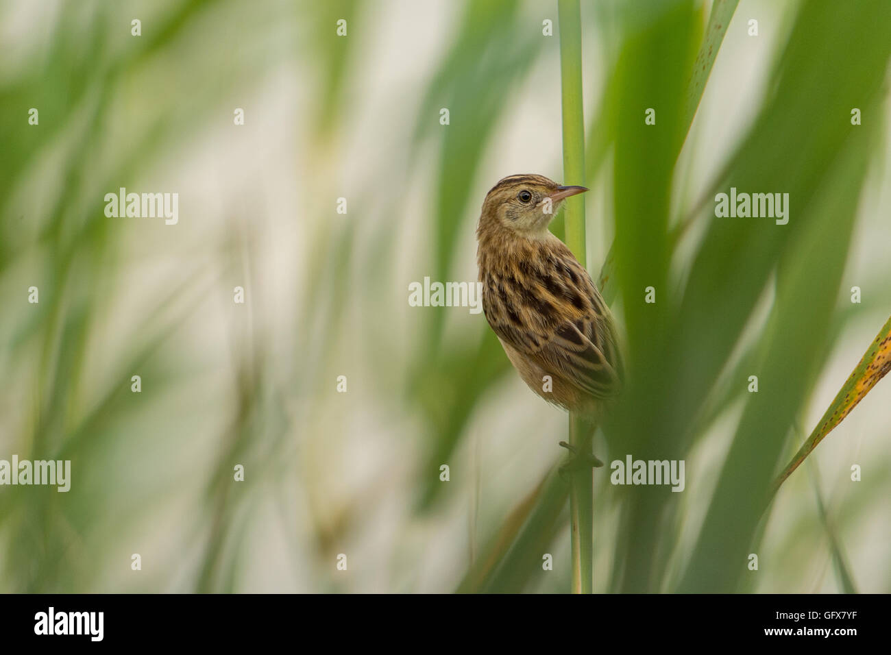 A Streaked Fantailed Warbler (Zitting Cisticola)on a reed Stock Photo ...