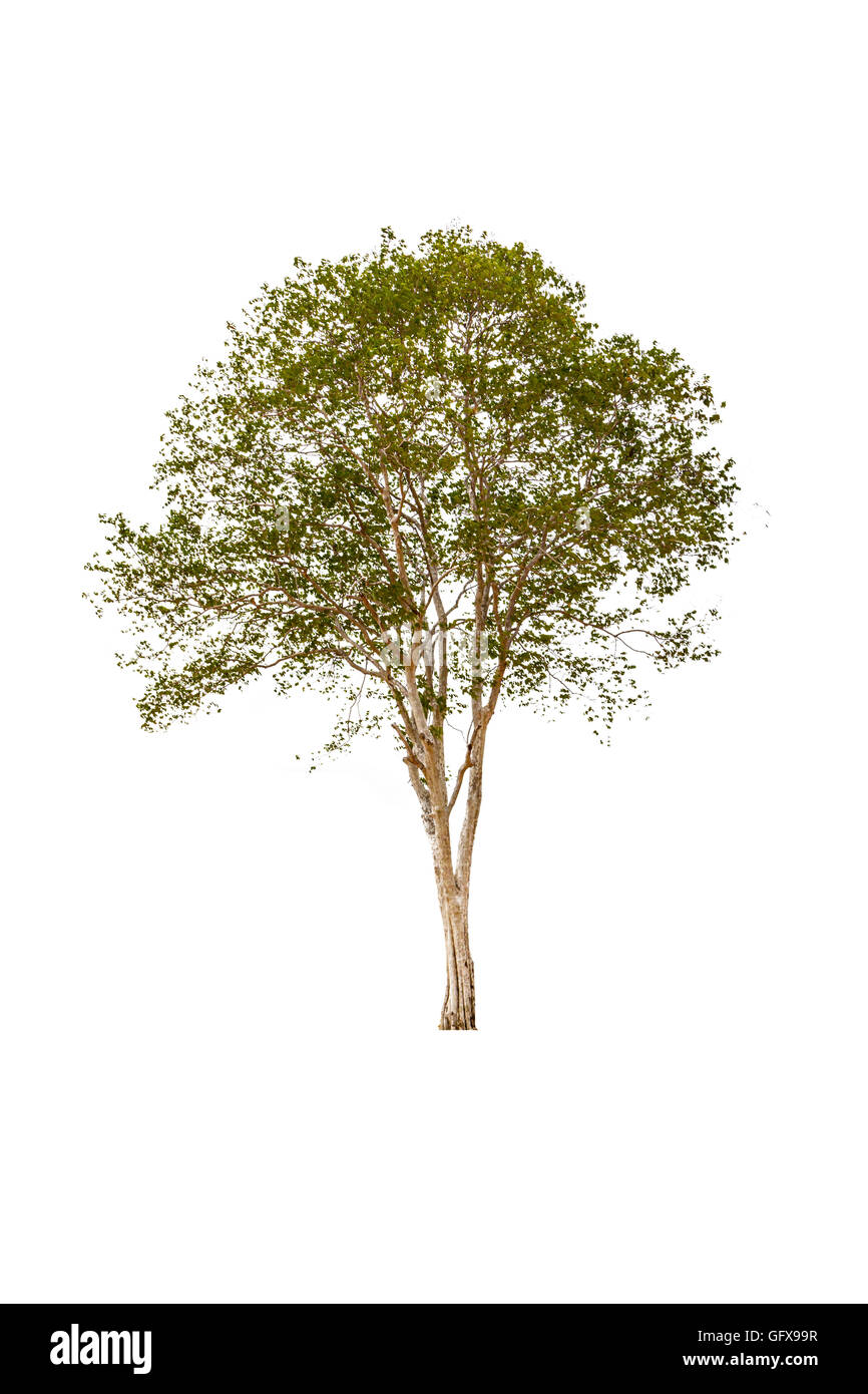 Big tree isolated on white background Stock Photo - Alamy