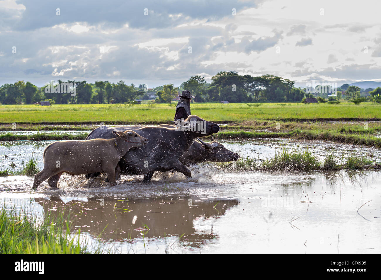 Thai water buffaloes walking through a swamp Stock Photo - Alamy