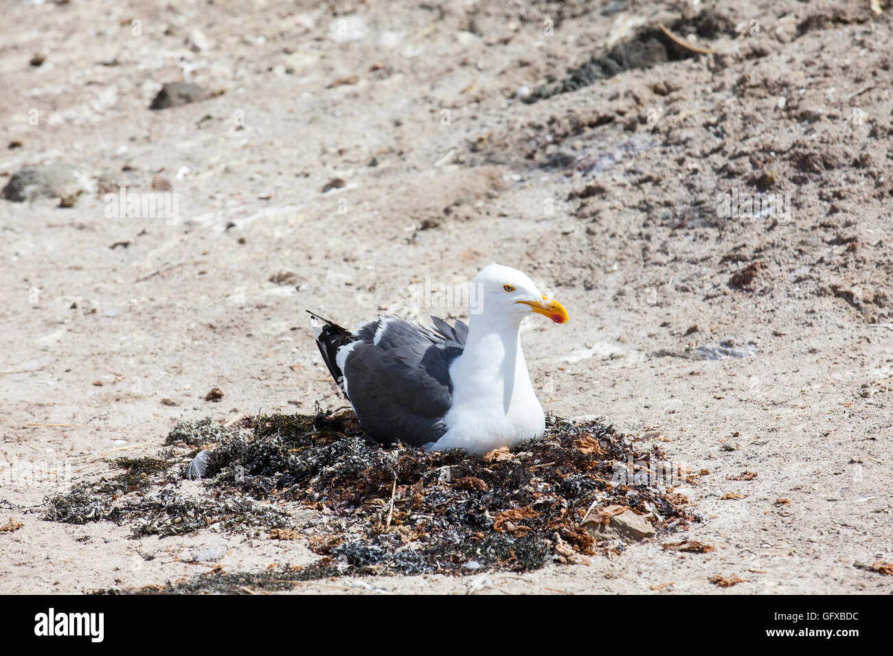 Seagull on its nest Stock Photo - Alamy