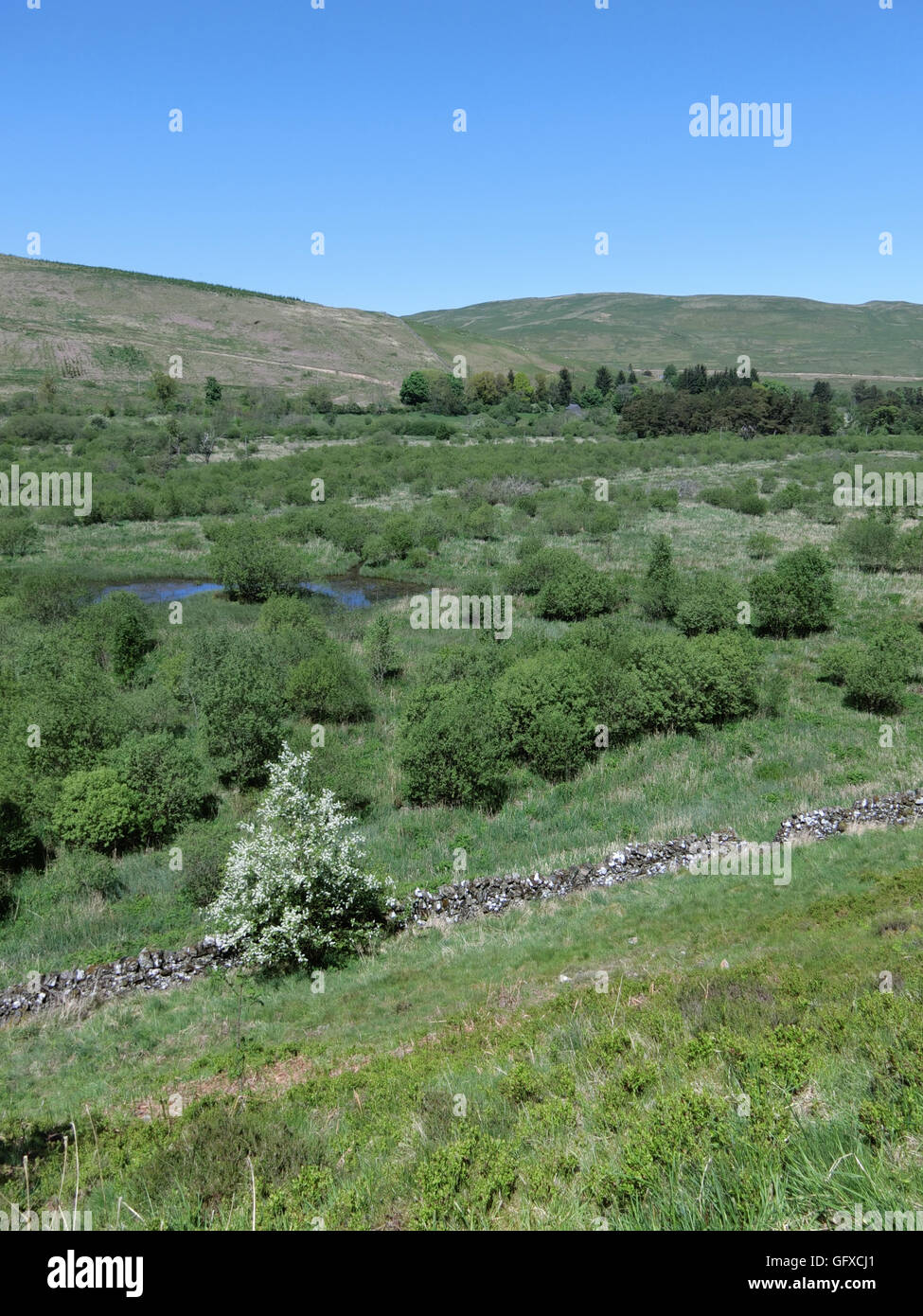 Ettrick Marshes, Ettrick Valley, Borders County, Scotland, UK Stock ...