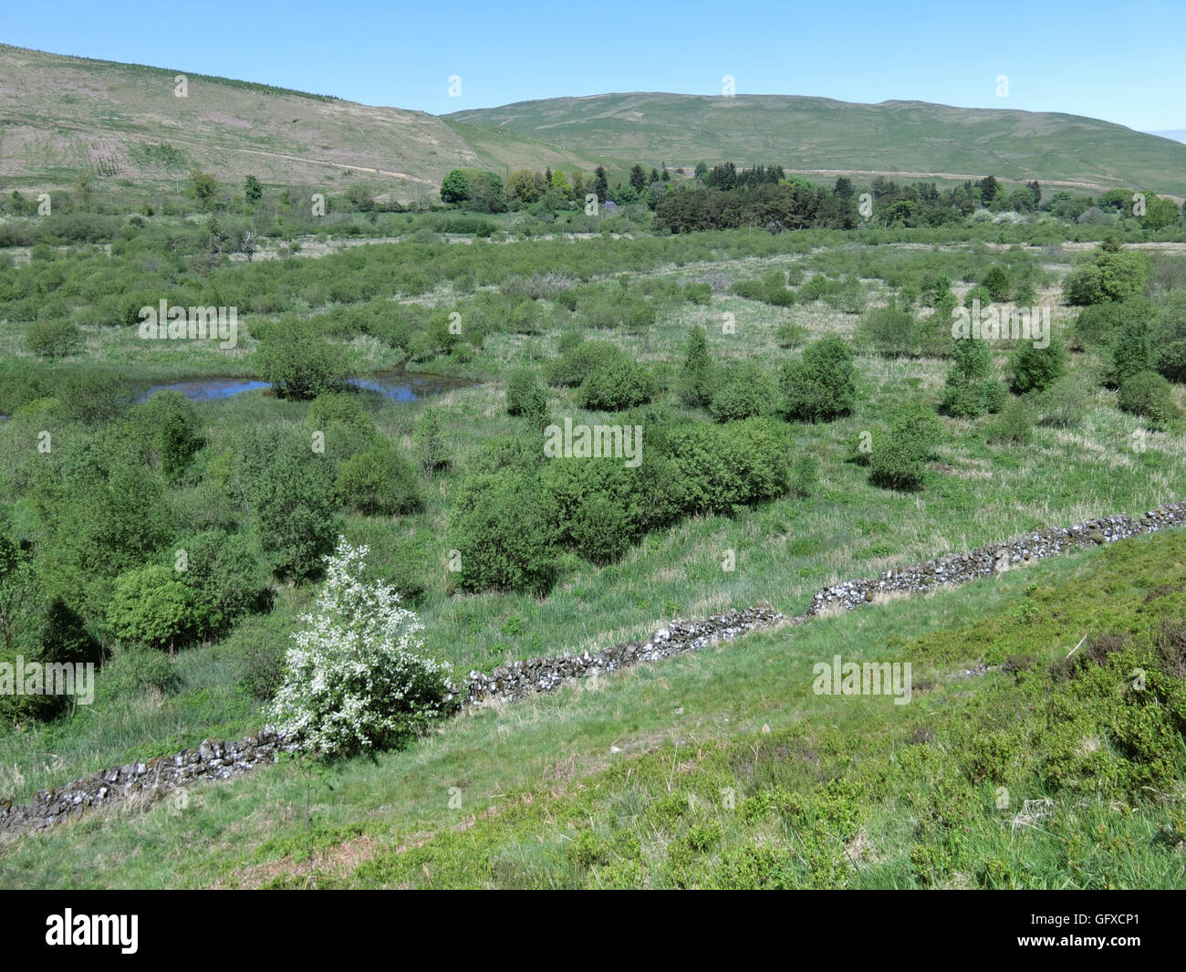 Ettrick Marshes, Ettrick Valley, Borders County, Scotland, UK Stock ...