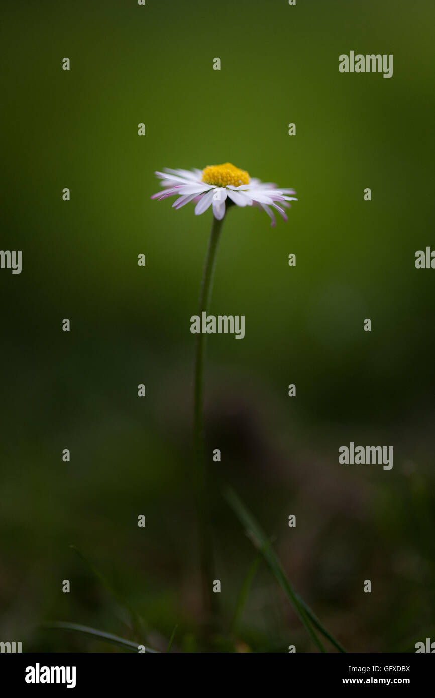 A single daisy Stock Photo - Alamy