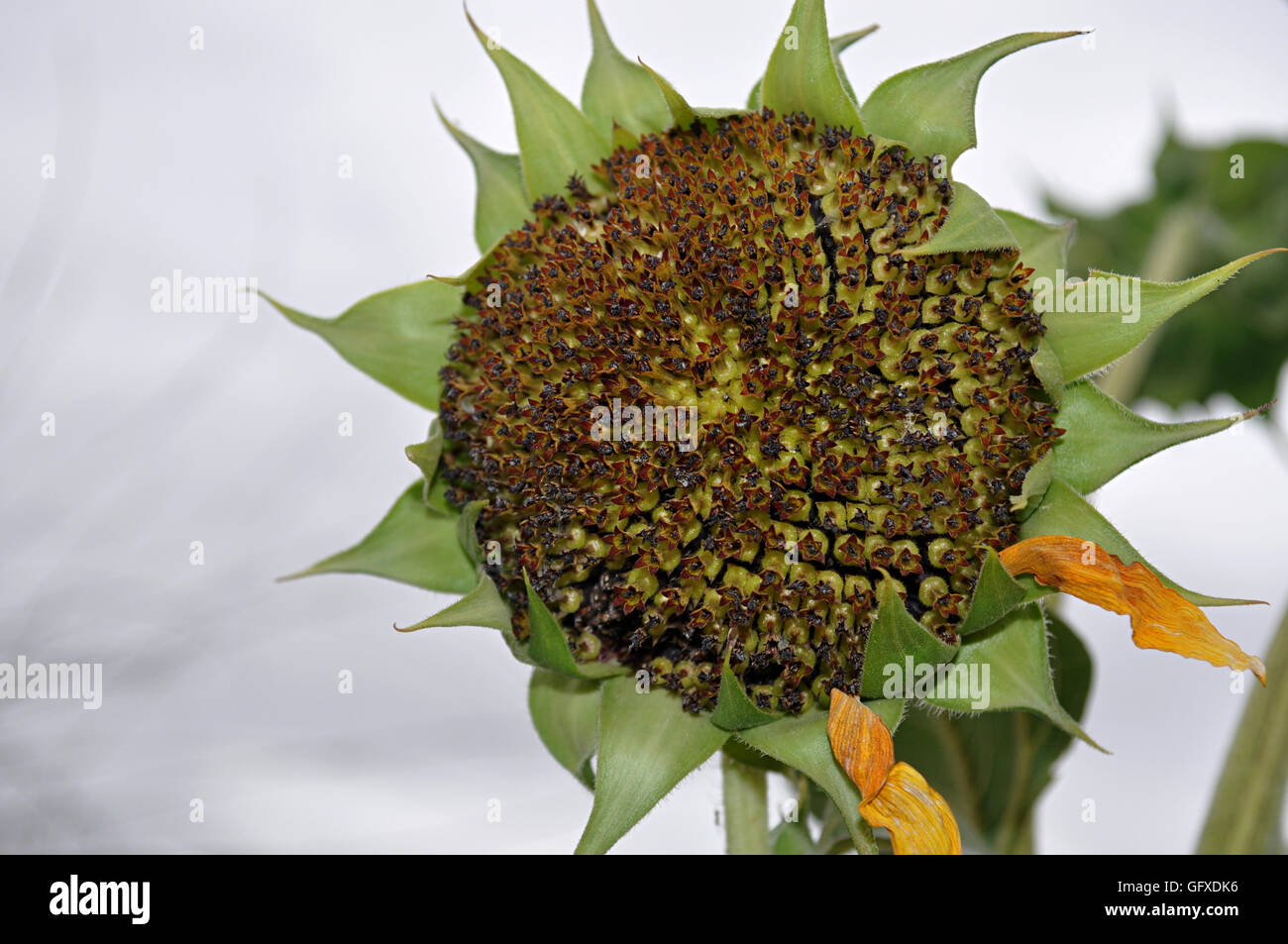 mature sunflowers without petals Stock Photo - Alamy