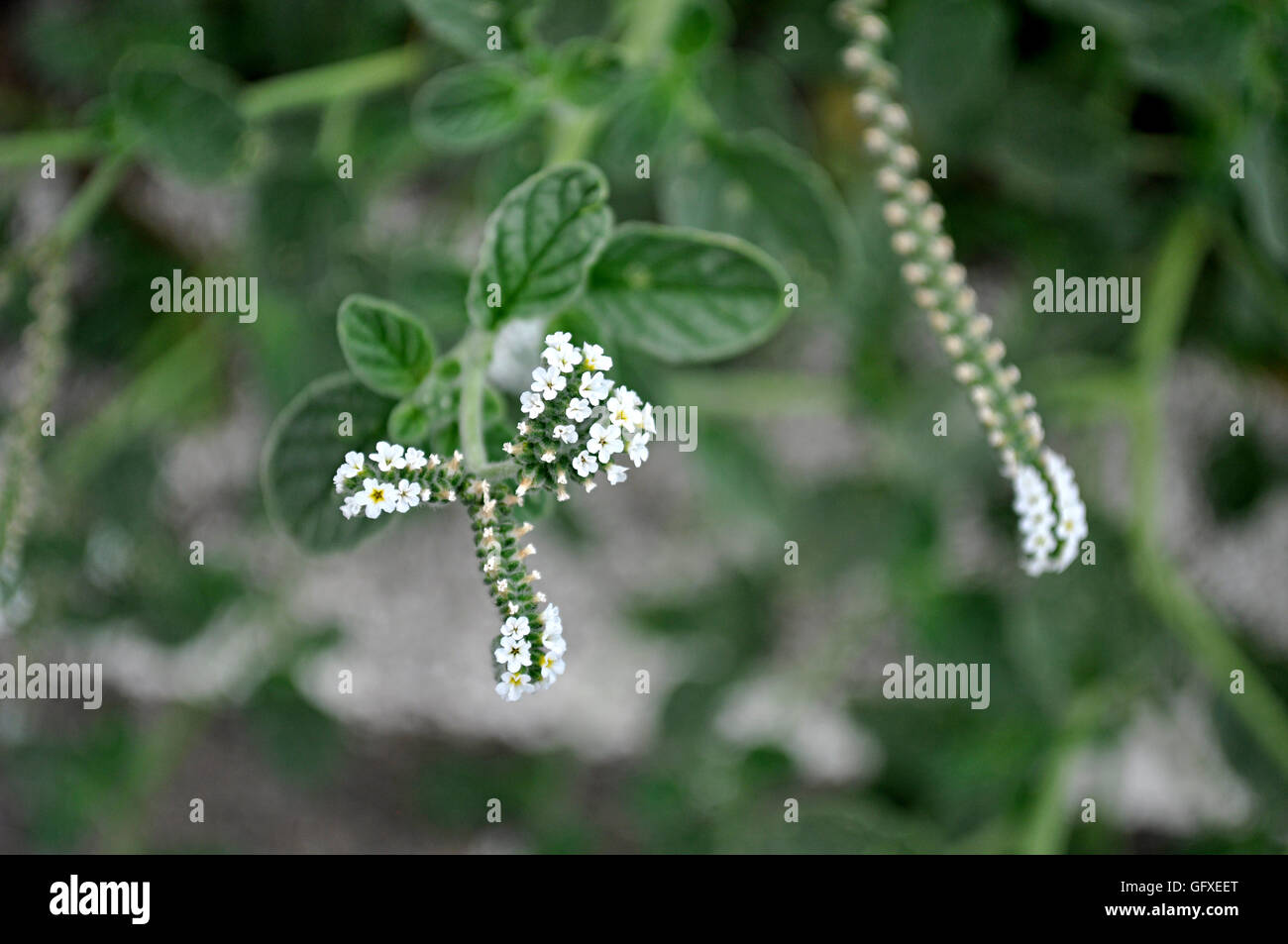 european heliotrope flowers in a field Stock Photo - Alamy
