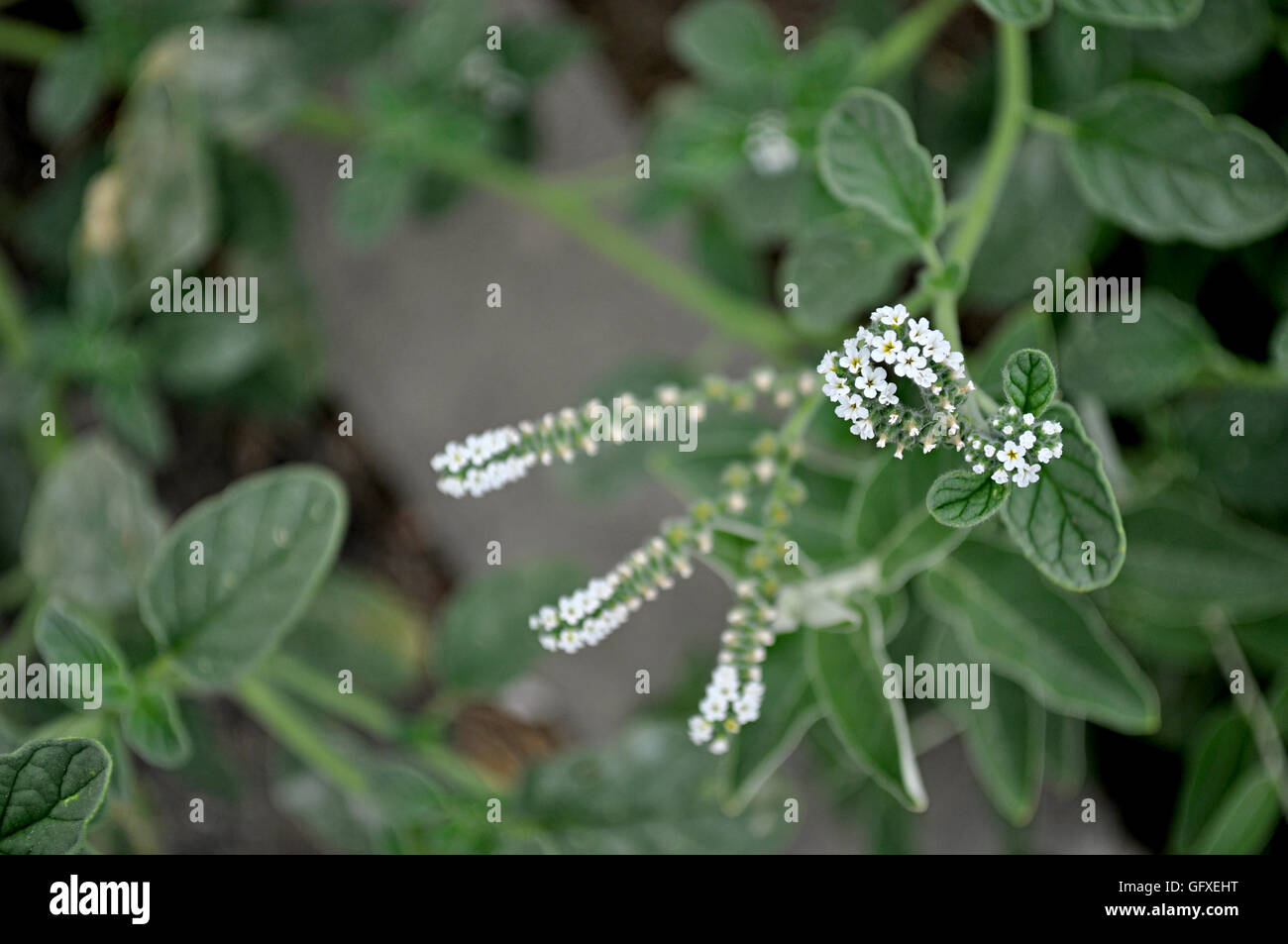 European heliotrope hi-res stock photography and images - Alamy