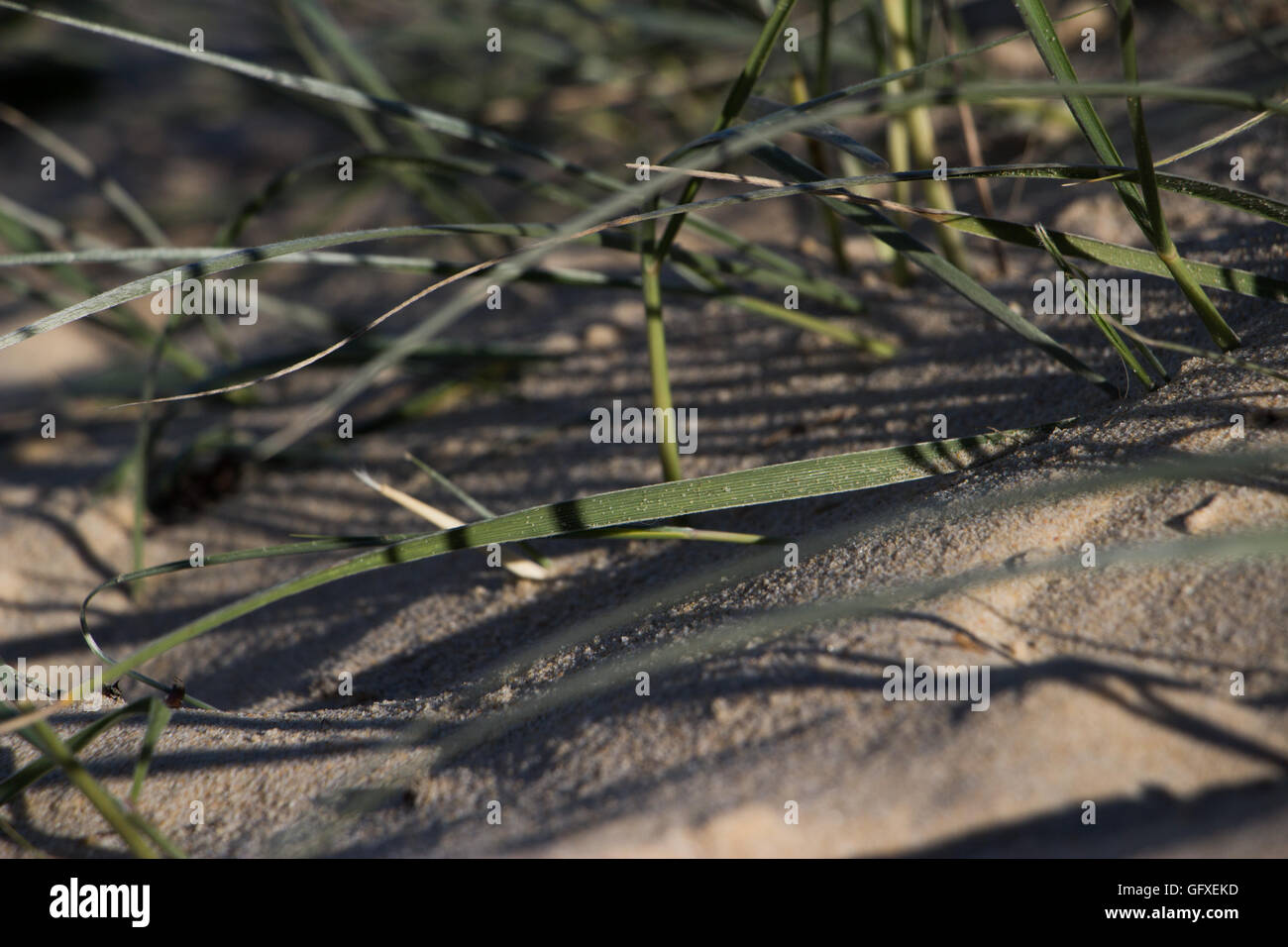 Close up of sand dune grass Stock Photo - Alamy