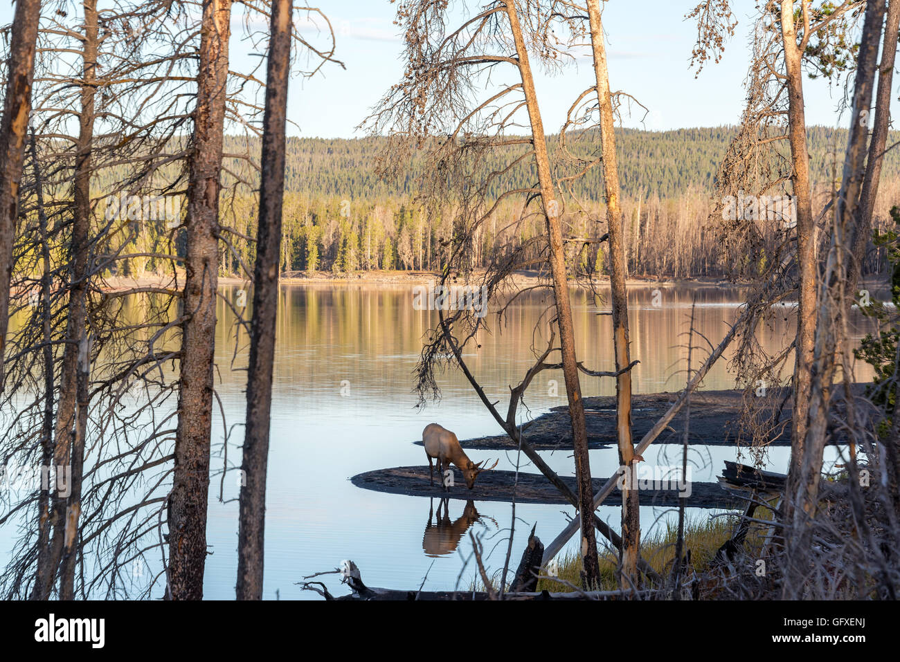 Elk drinking water hi-res stock photography and images - Alamy