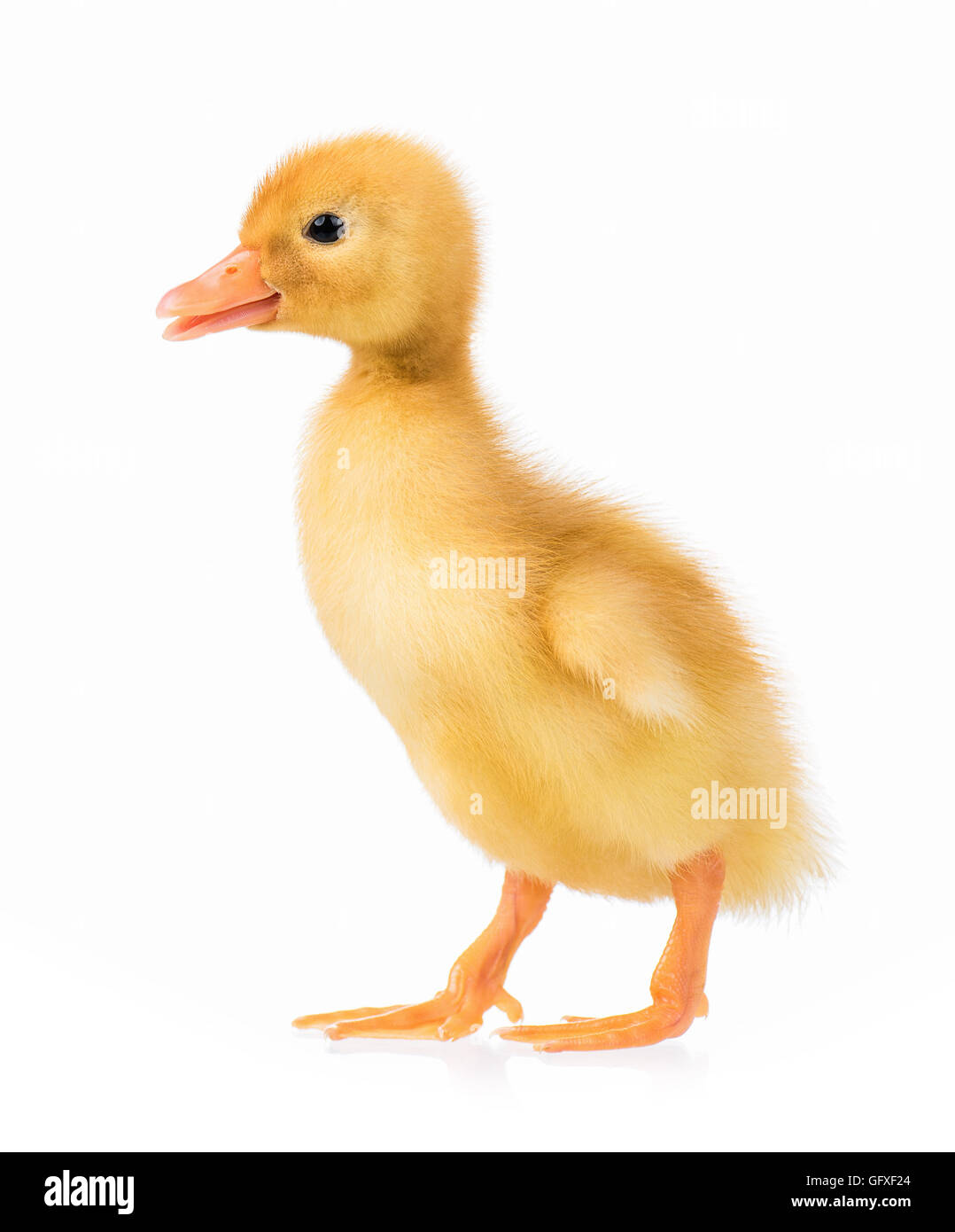 Cute little duckling Stock Photo - Alamy