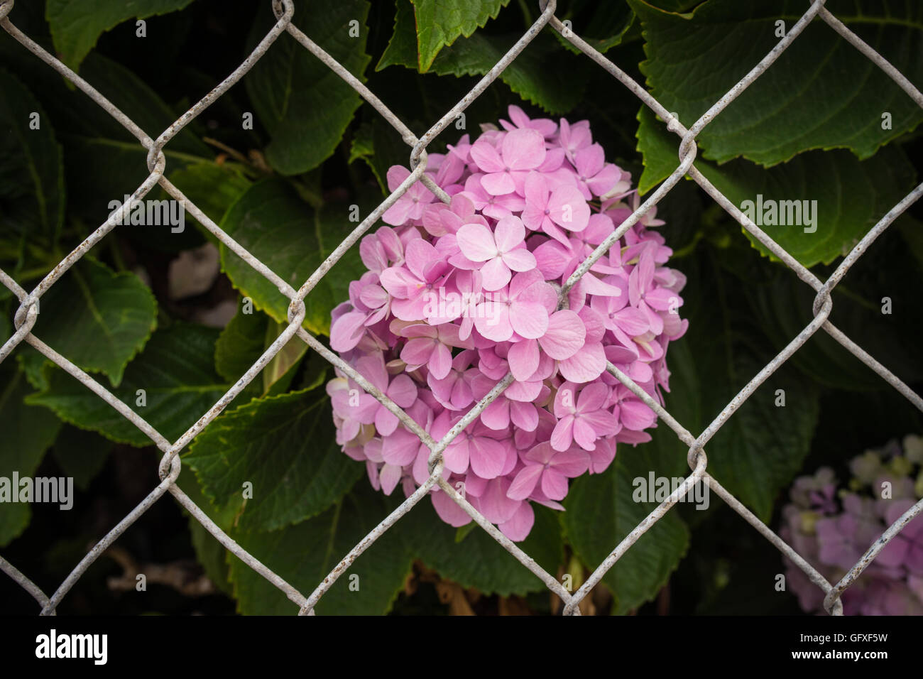 Chain link fence flowers hi-res stock photography and images - Alamy