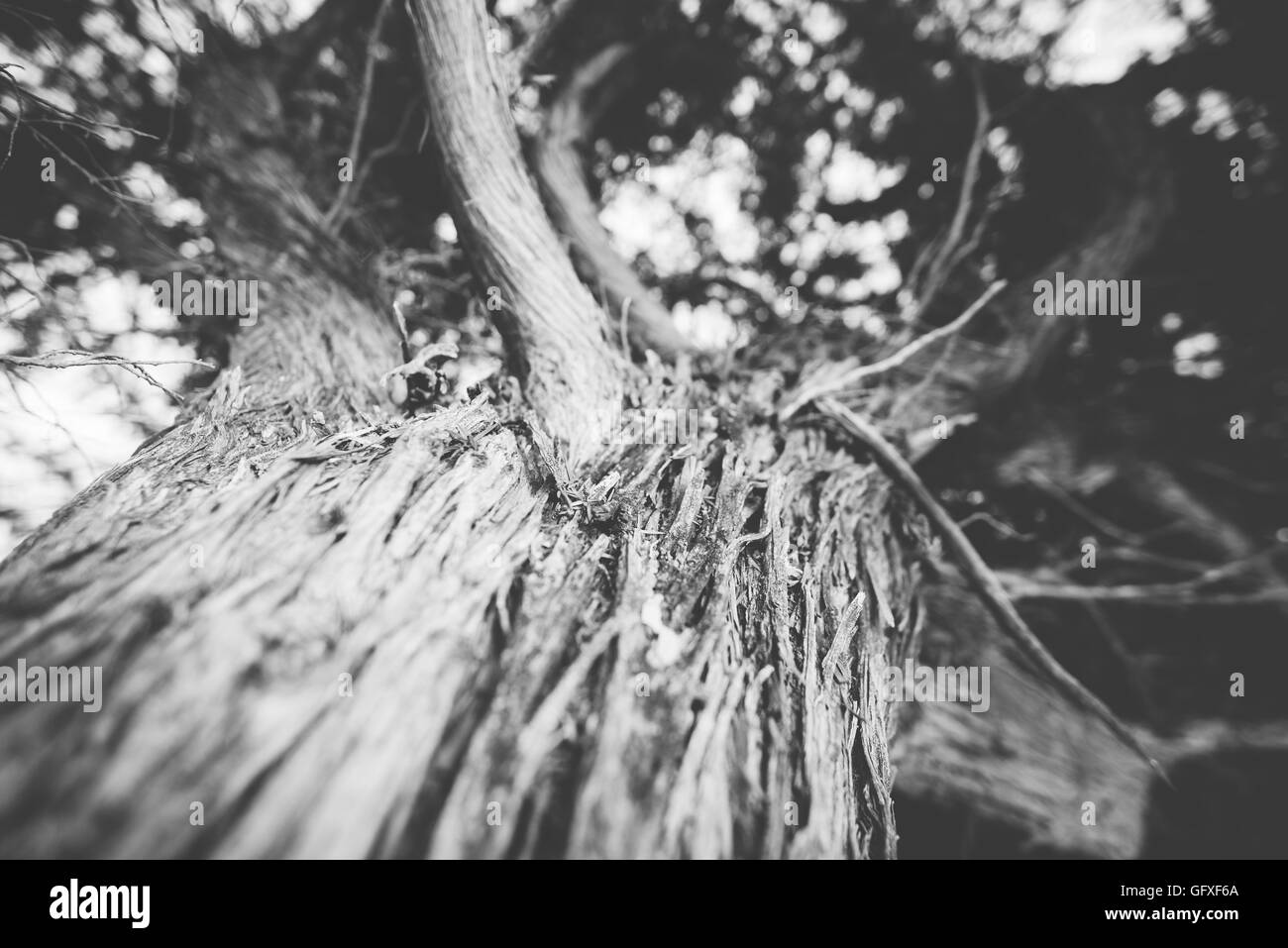 Creeping roots Black and White Stock Photos & Images - Alamy