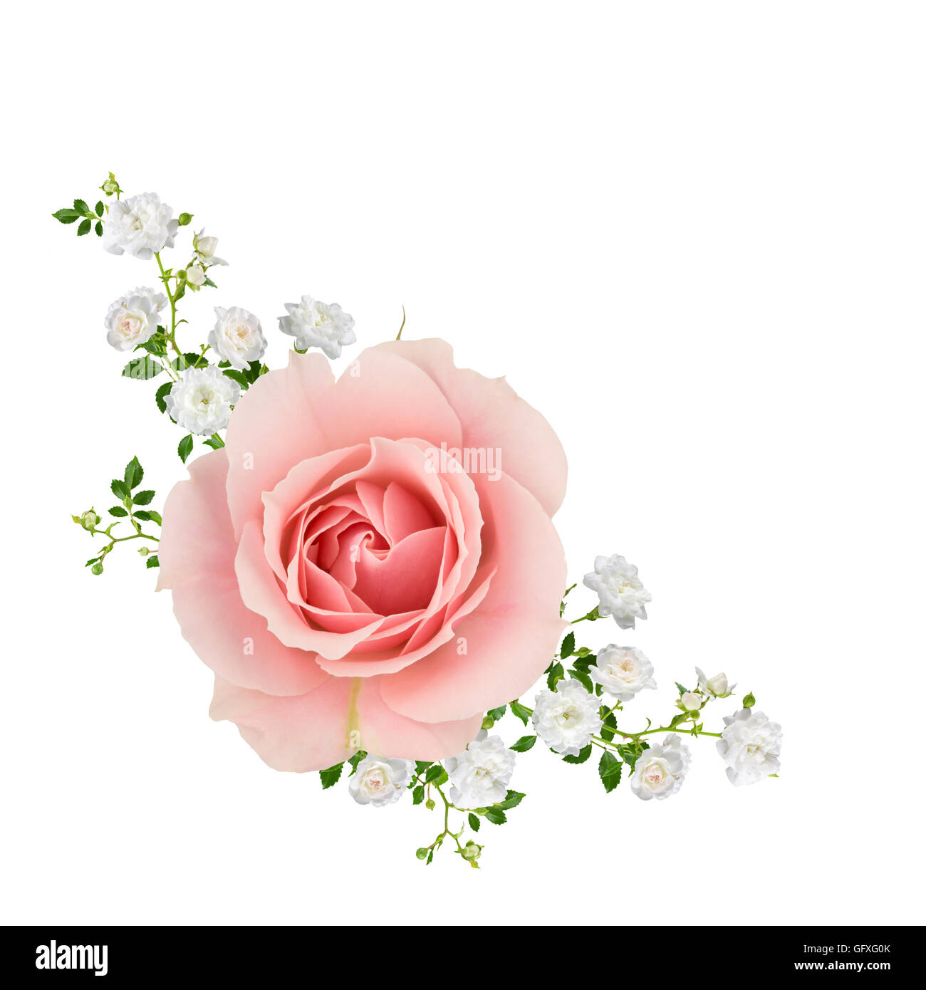 Symbolism of pink roses hi-res stock photography and images - Alamy