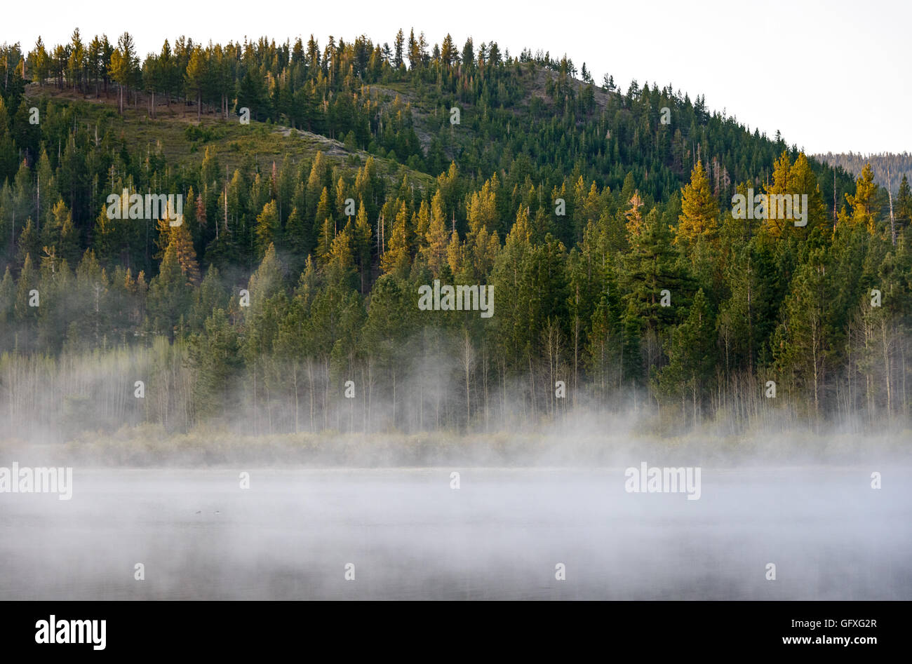 Lake tahoe trees hi-res stock photography and images - Alamy