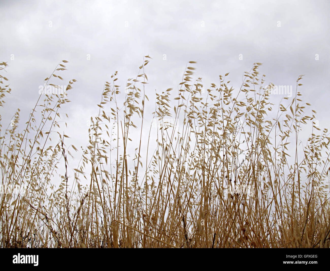 dry oats field Stock Photo - Alamy