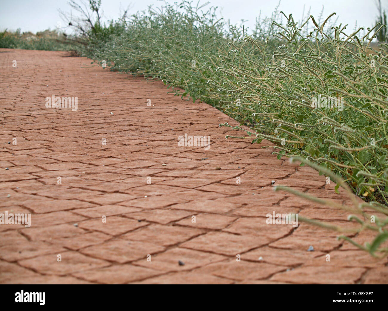 printed concrete path with plants litmus Stock Photo - Alamy