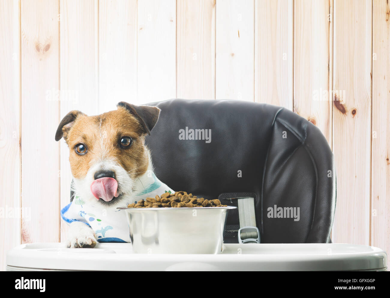 Dog eating dry food from bowl at wooden house Stock Photo - Alamy
