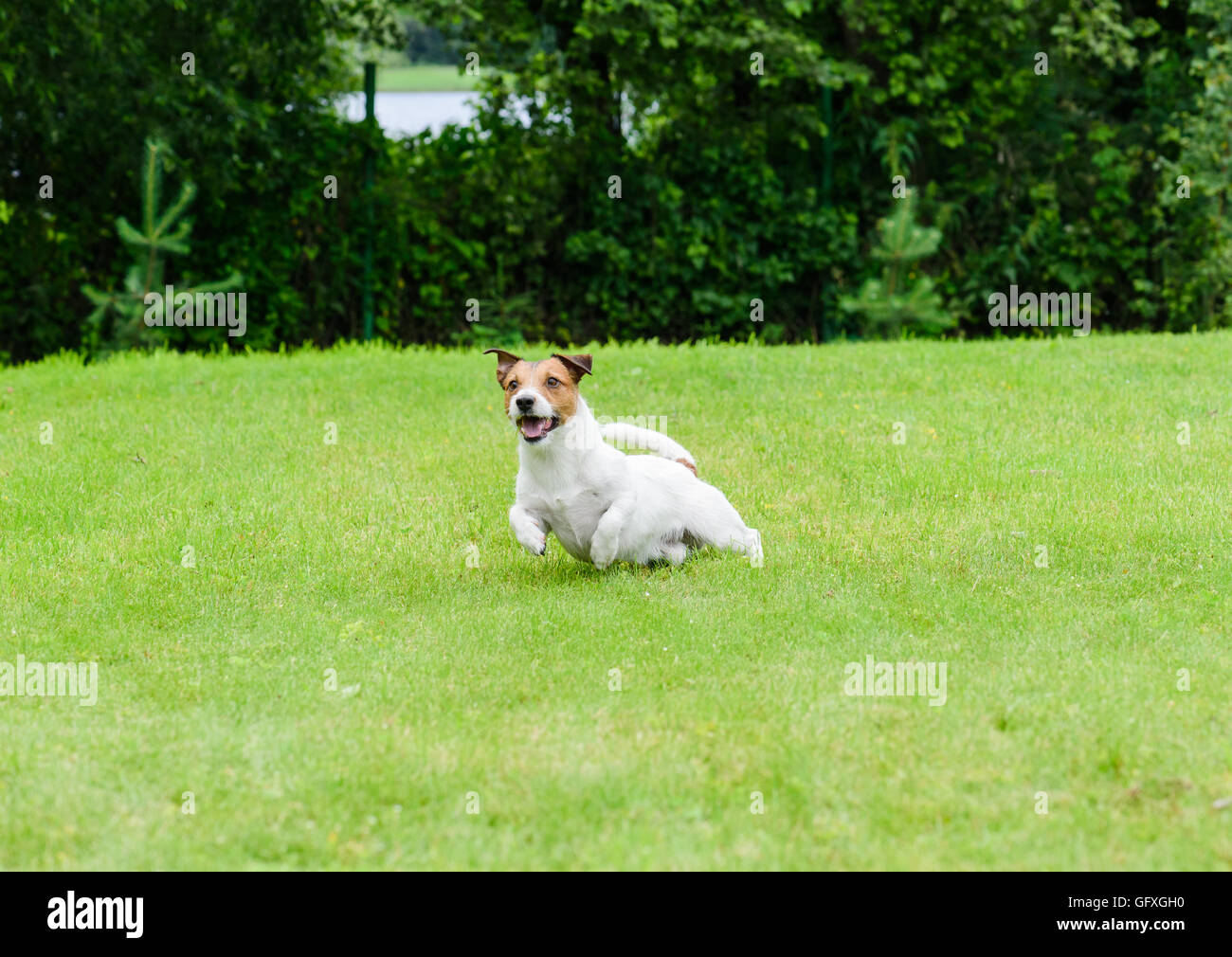 Quick dog playing and running at green grass lawn Stock Photo - Alamy