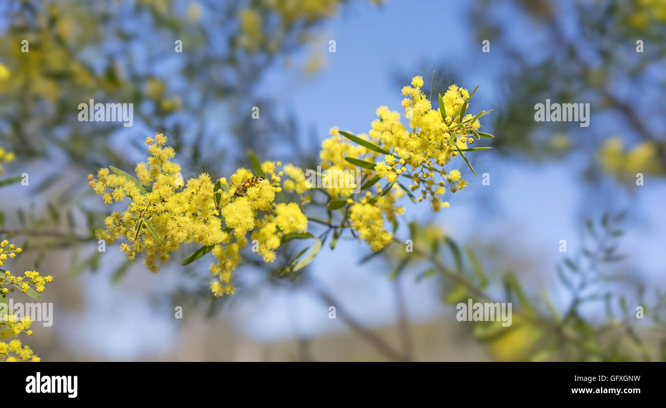 Australia winter spring yellow wildflowers hi-res stock photography and ...