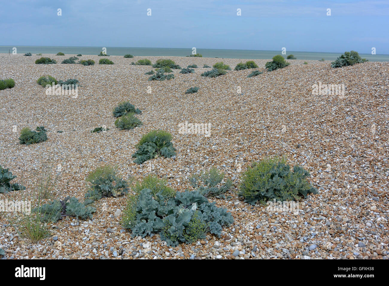 Sea cabbage growing in the shingle at Dungeness beach Stock Photo - Alamy