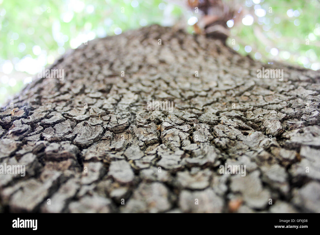 body of a tree Stock Photo - Alamy