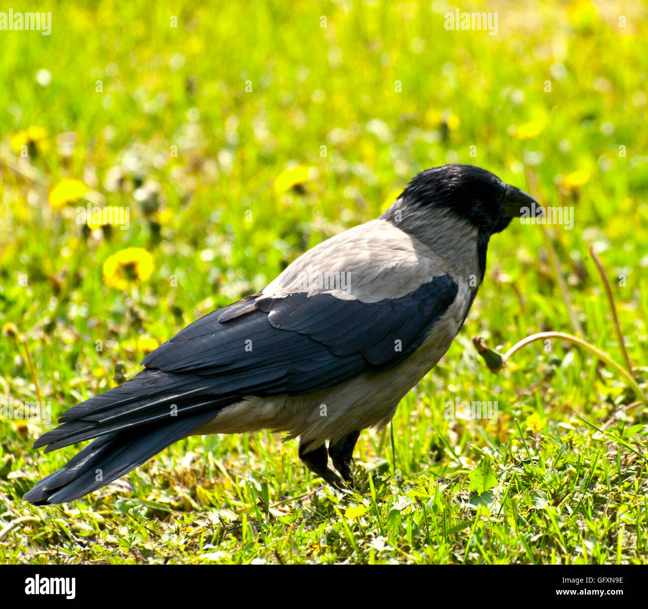 Zoo crow hi-res stock photography and images - Alamy