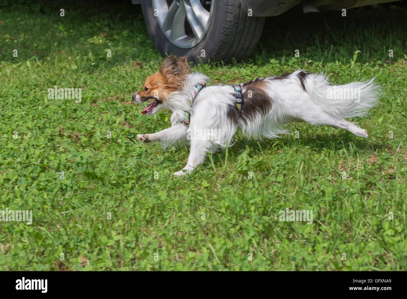 Papillon dog (Canis lupus familiaris) quickly runs Stock Photo - Alamy
