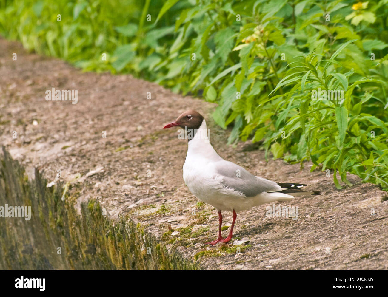 Seagulls parapet hi-res stock photography and images - Alamy
