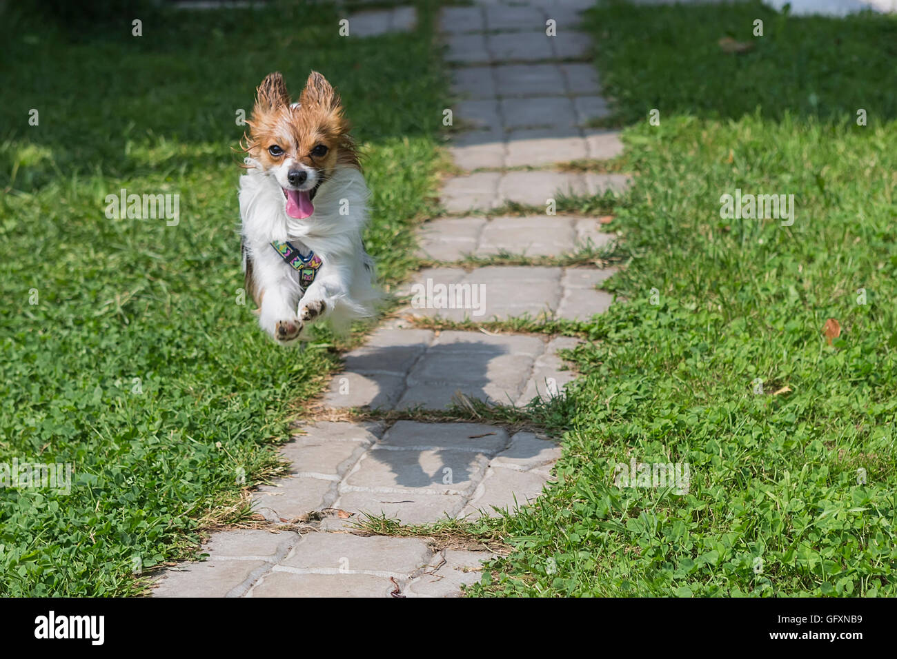 Quickly runs hi-res stock photography and images - Alamy