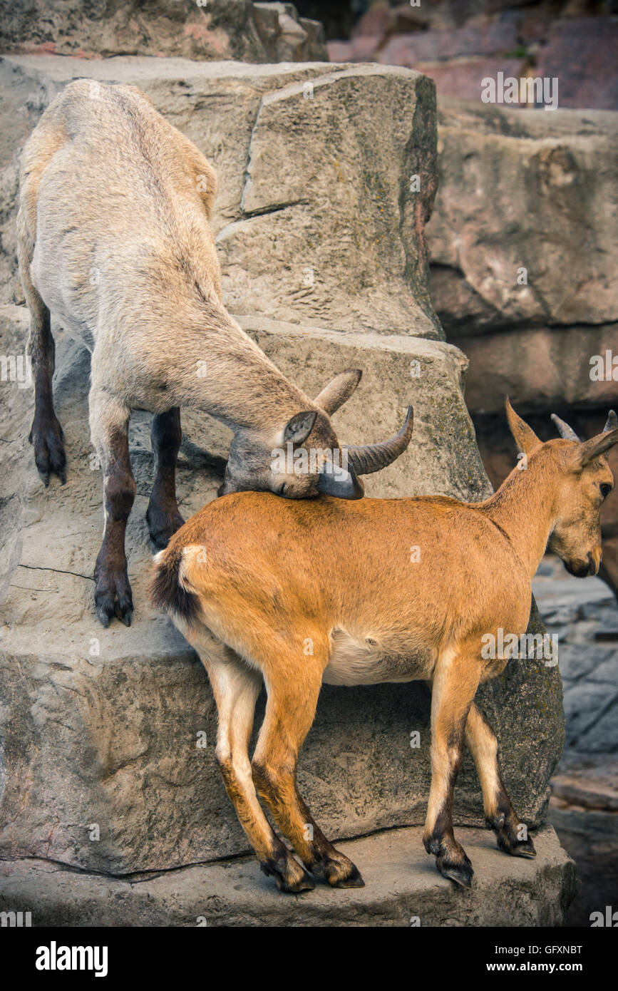 Mating goats hi-res stock photography and images - Alamy