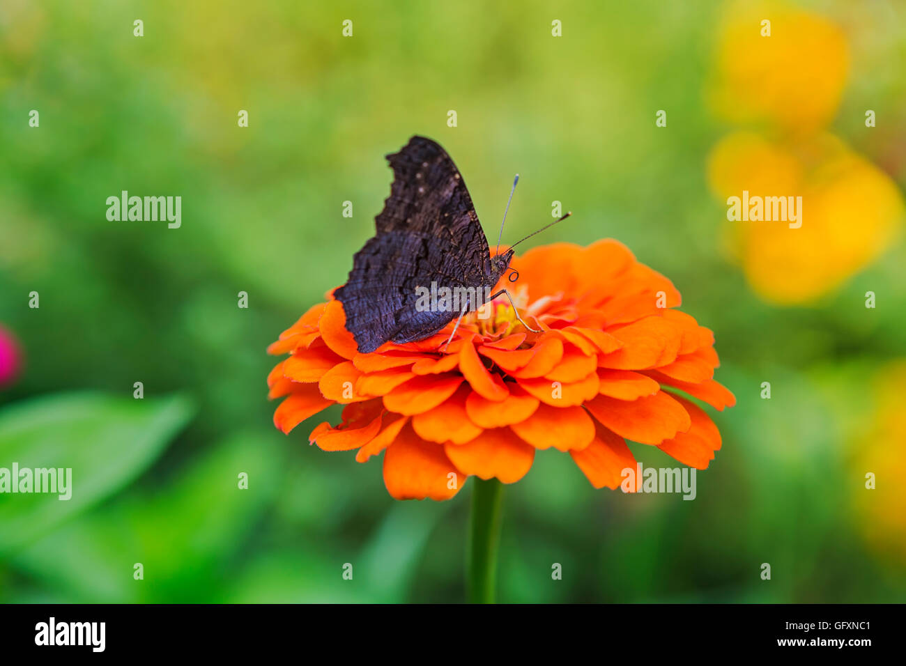 Peacock butterfly or Inachis io Stock Photo - Alamy