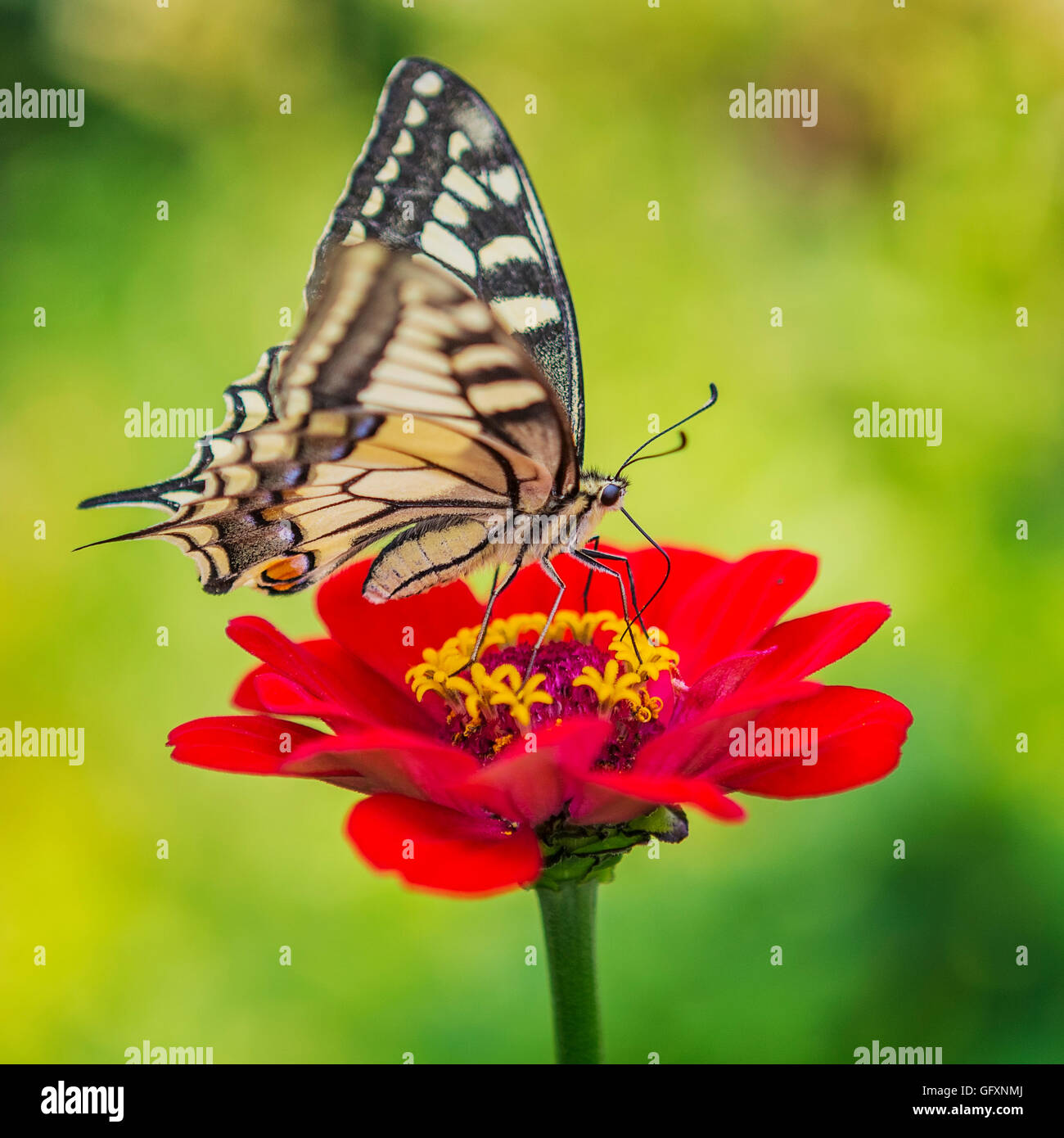 Swallowtail butterfly (Papilio machaon) a rare butterfly from the ...