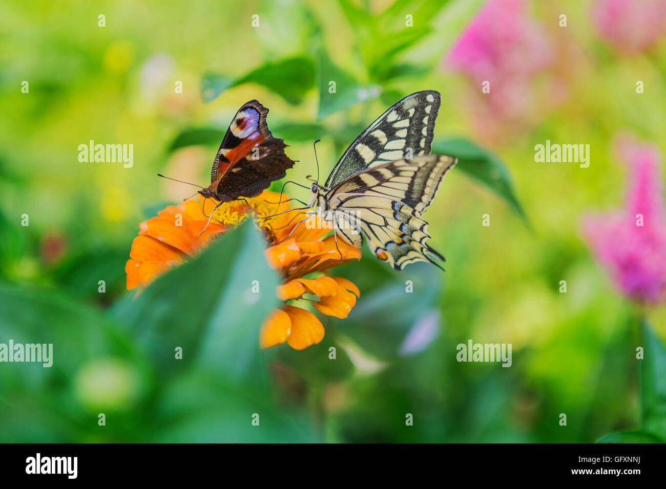 Peacock Butterfly Aglais io (Inachis io) and a Swallowtail butterfly ...