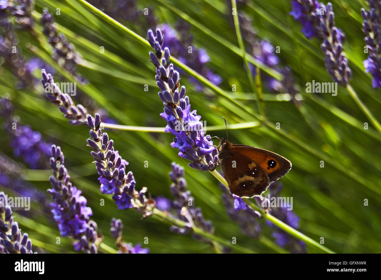 Jersey channel island farm hi-res stock photography and images - Alamy