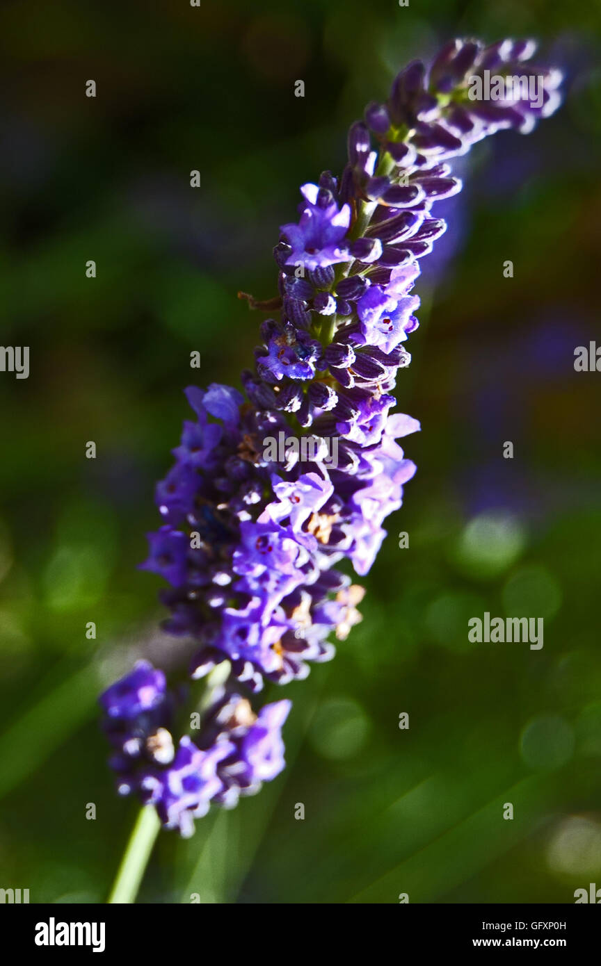 Sprig of lavender Stock Photo - Alamy
