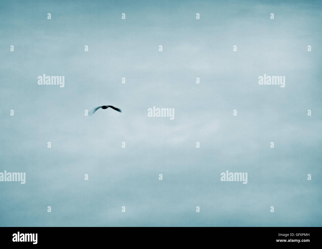 dramatic sky with lone bird Stock Photo - Alamy