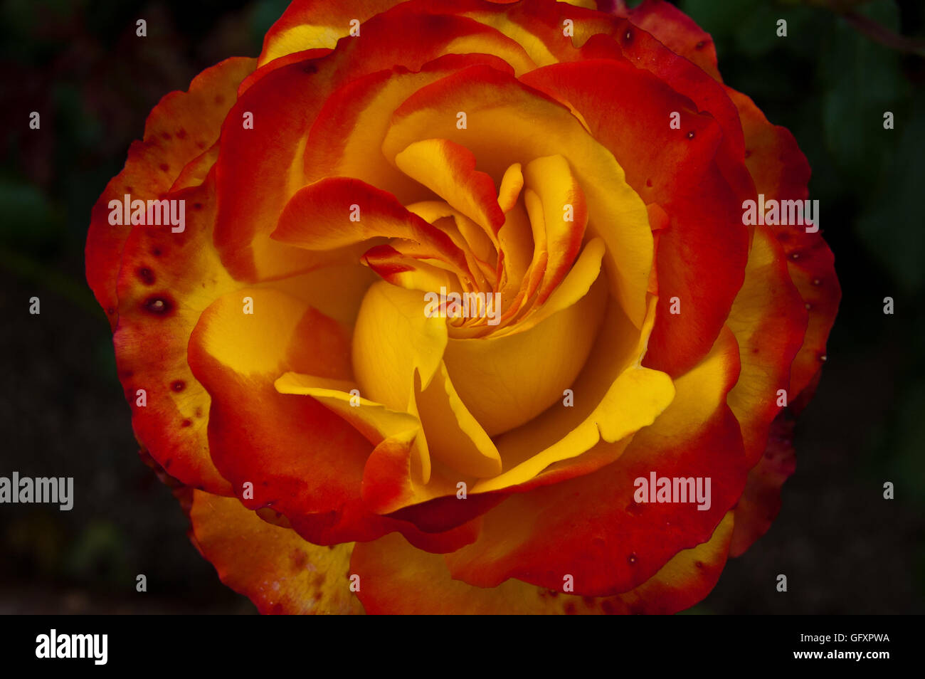 Orange and red rose petals Stock Photo - Alamy