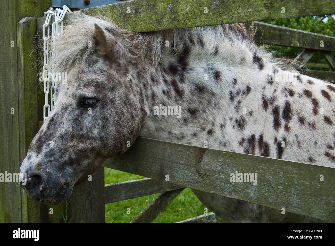 Dappled miniature pony Stock Photo - Alamy