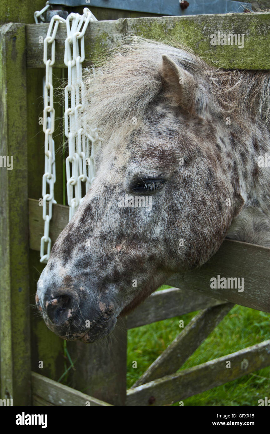 Dappled miniature pony Stock Photo - Alamy