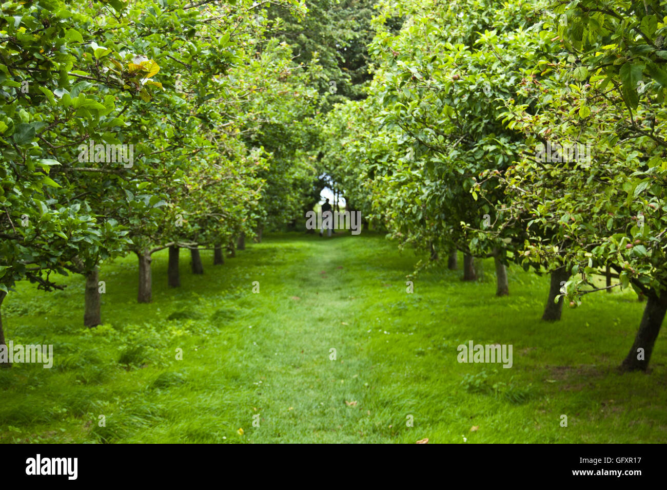 Apple orchard in summer, La Mare, Jersey, Channel Islands Stock Photo ...