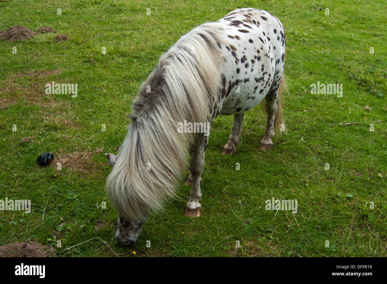Dappled miniature pony Stock Photo - Alamy