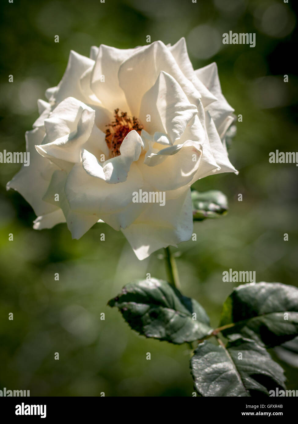 the Tea rose Stock Photo - Alamy