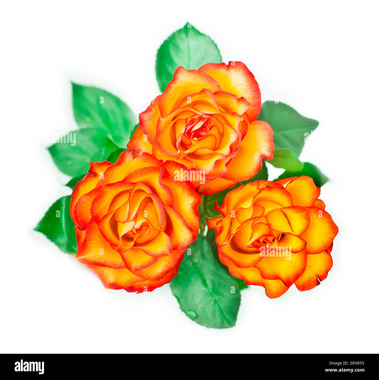 bouquet of golden roses Stock Photo - Alamy