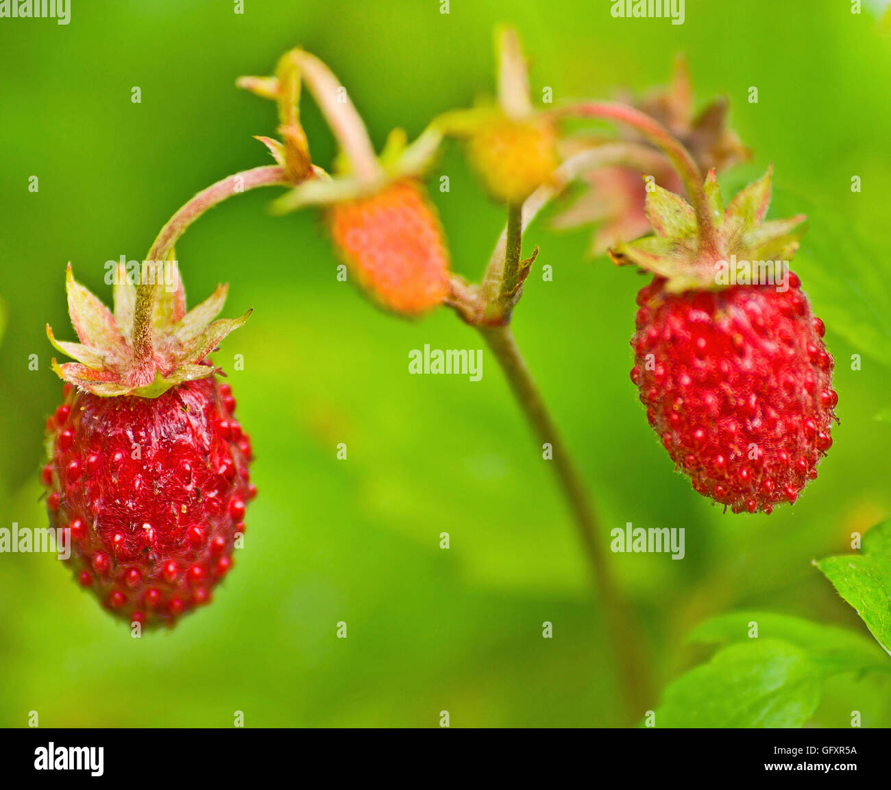 Mellow fruits hi-res stock photography and images - Alamy